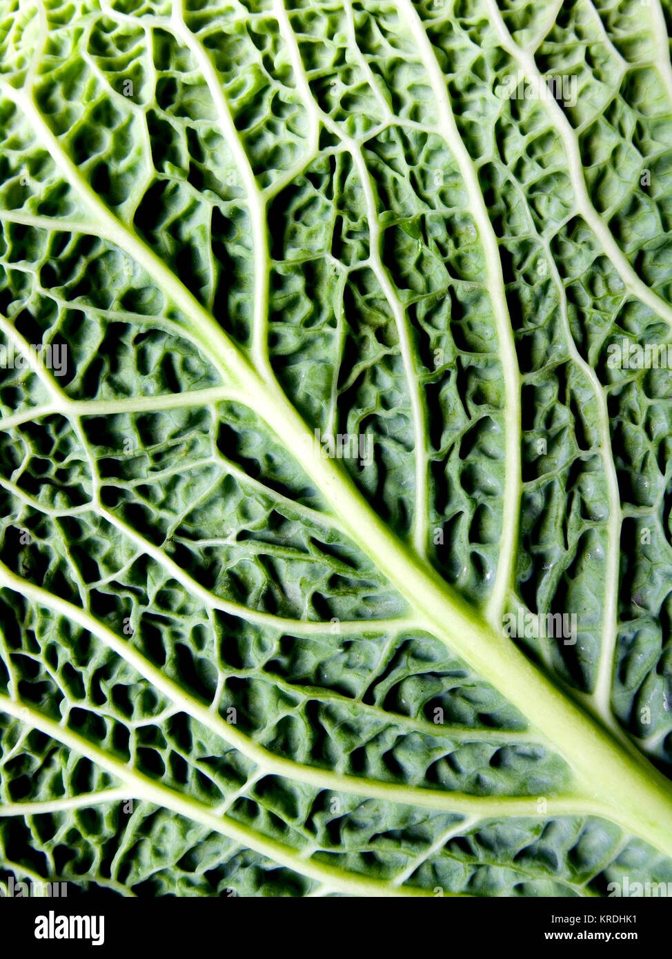Crinkled leaves hi-res stock photography and images - Alamy