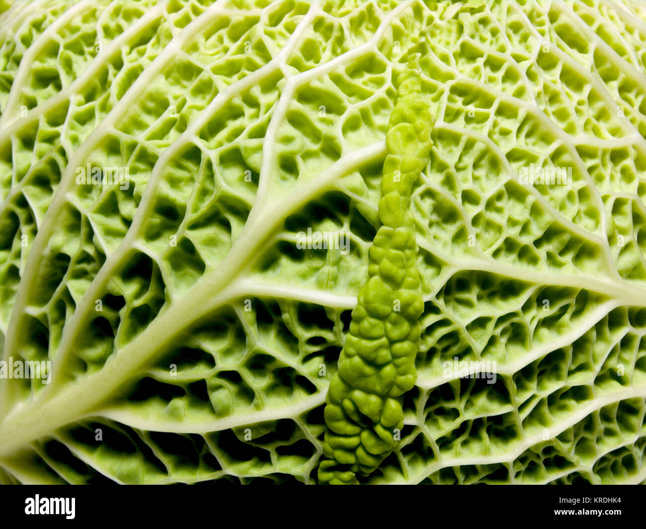Leaf cabbage savoy fresh hi-res stock photography and images - Alamy