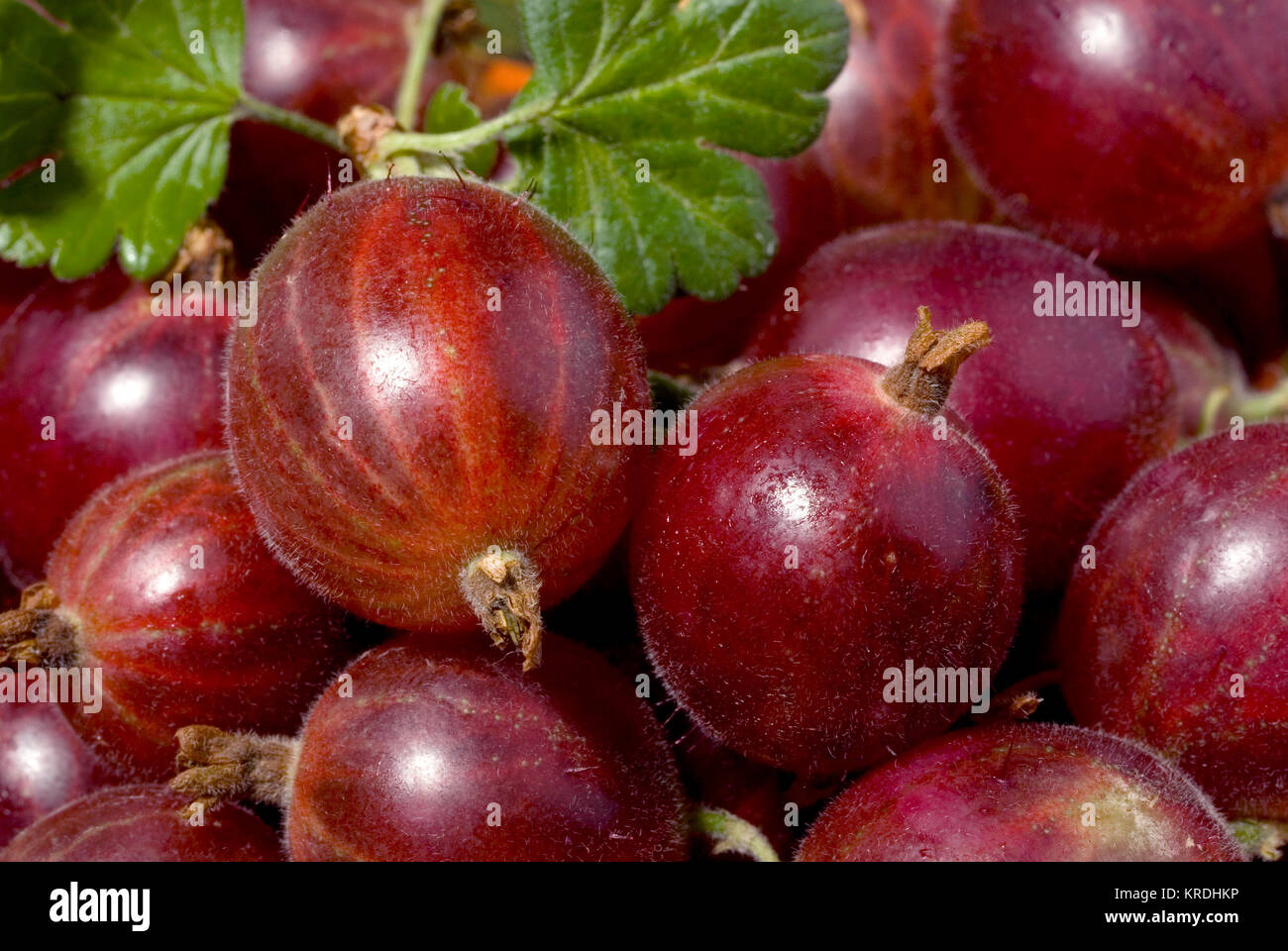 Red gooseberry hi-res stock photography and images - Alamy