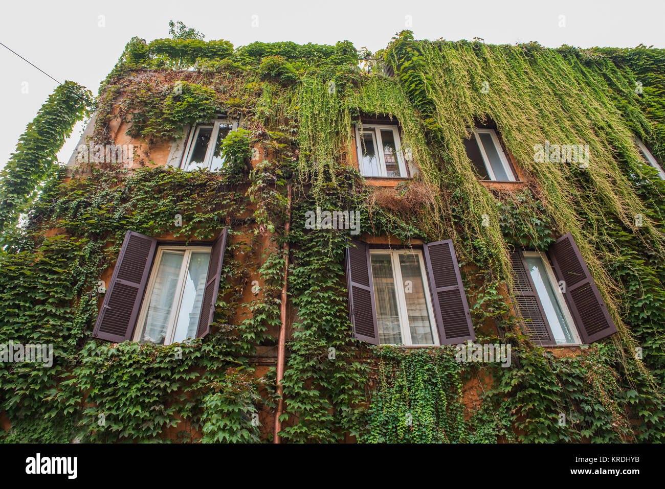 Window with vegetation in Rome Stock Photo - Alamy