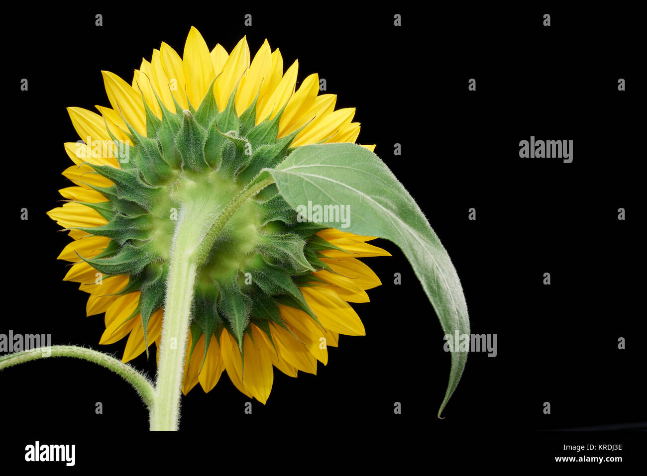 a sunflower blossom seen from behind in black back Stock Photo - Alamy