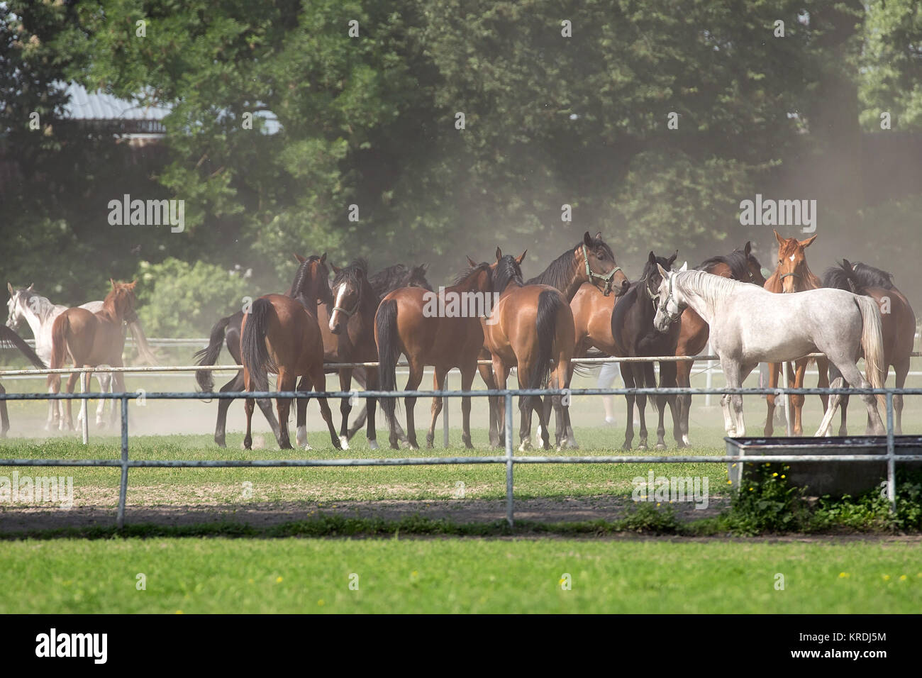 Horses in a clearing Stock Photo - Alamy