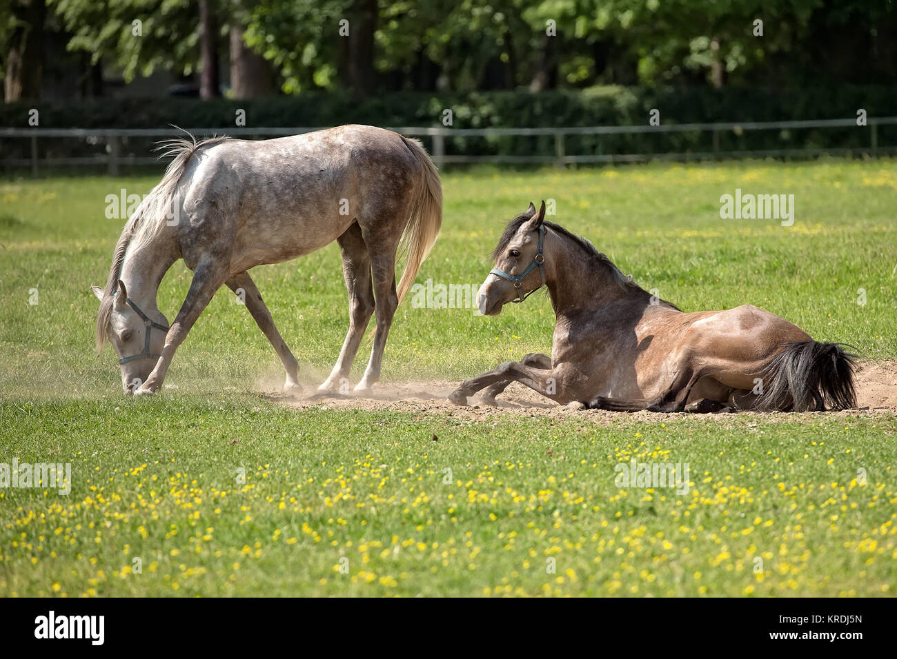 Horses in a clearing Stock Photo - Alamy