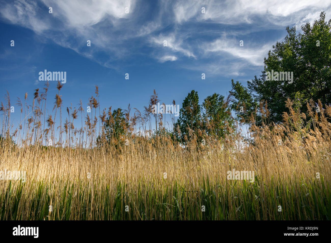 Reeds and grasses against a blue sky English countryside UK Stock Photo ...