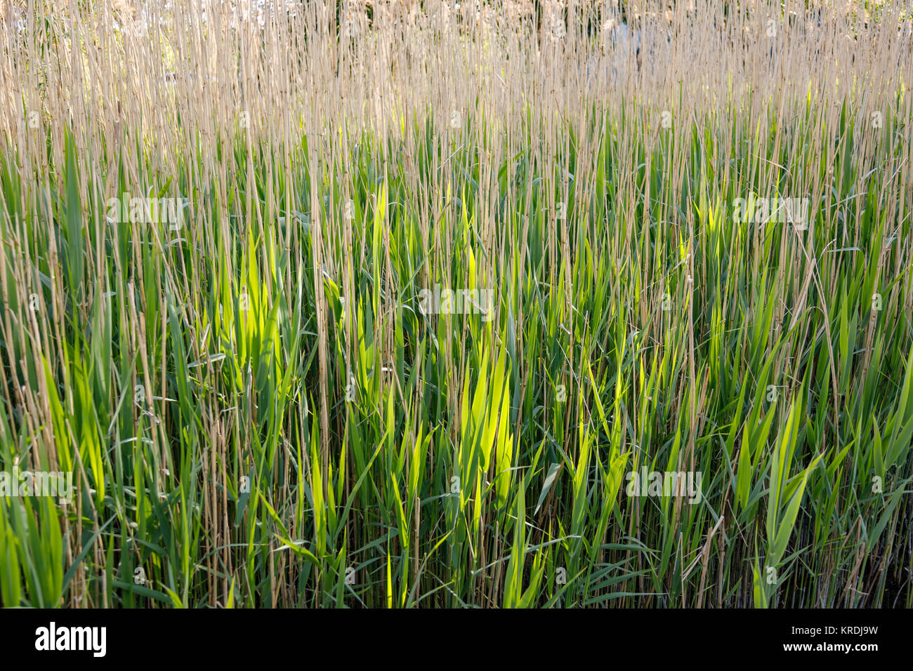 Green reeds and grass English countryside UK Stock Photo - Alamy