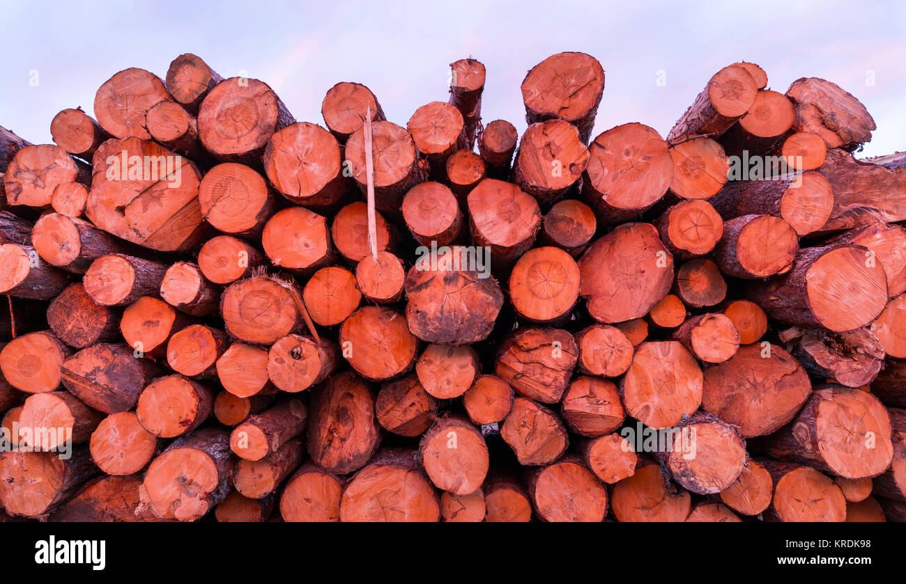 Certified wood, SCOTS PINE - PINO SILVESTRE (Pinus sylvestris), Parque ...