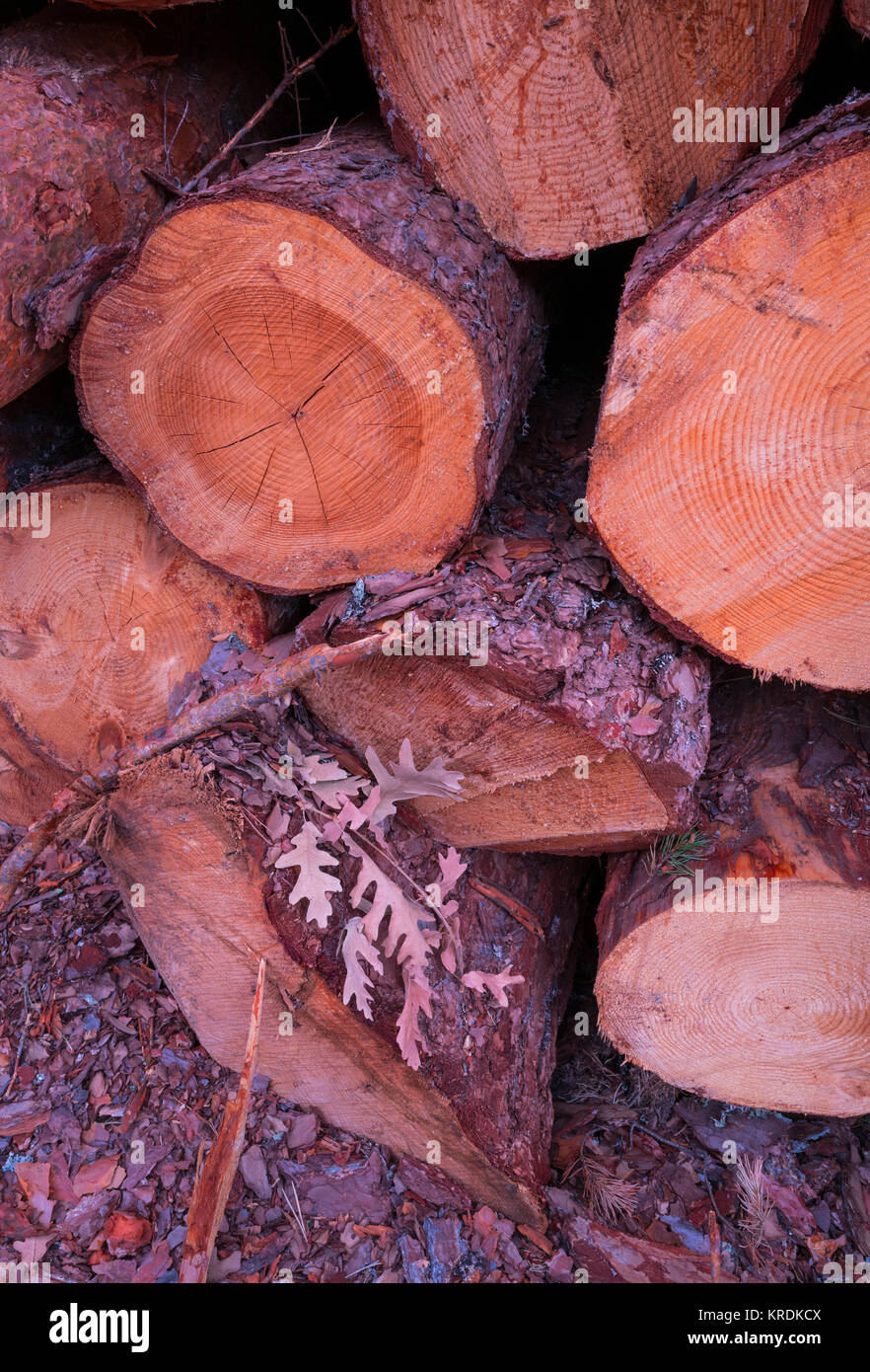 Certified wood, SCOTS PINE - PINO SILVESTRE (Pinus sylvestris), Parque ...