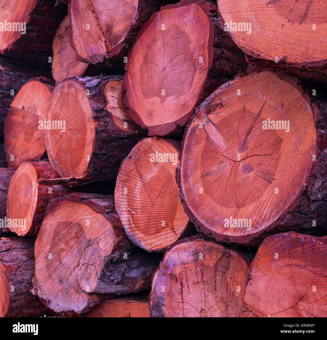 Certified wood, SCOTS PINE - PINO SILVESTRE (Pinus sylvestris), Parque ...