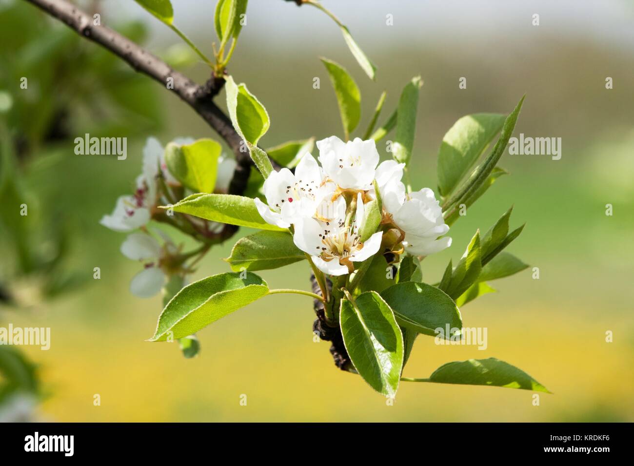 blooming apple trees 3 Stock Photo - Alamy