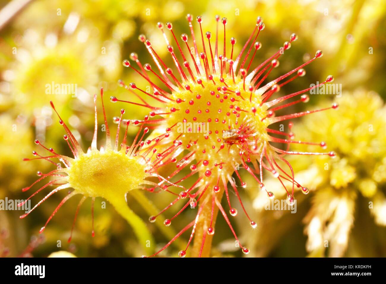 Sundews plant hi-res stock photography and images - Alamy