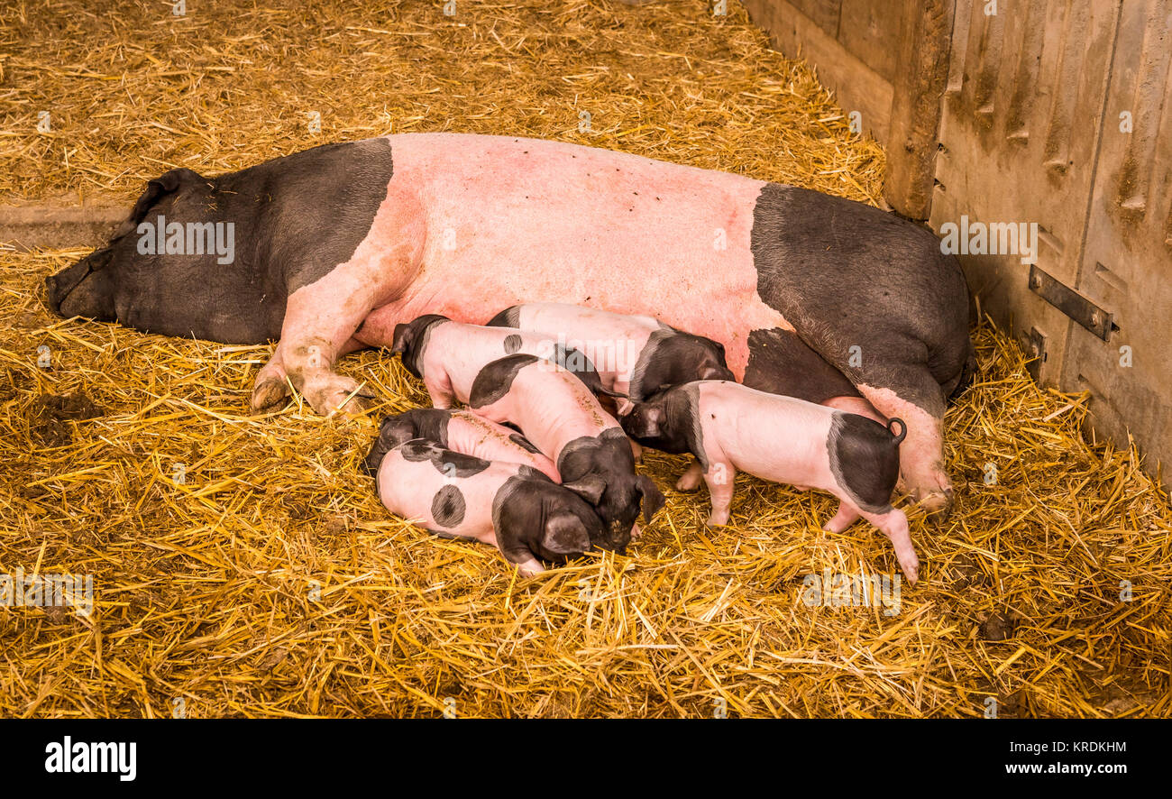 Sow and piglets on hay Stock Photo - Alamy