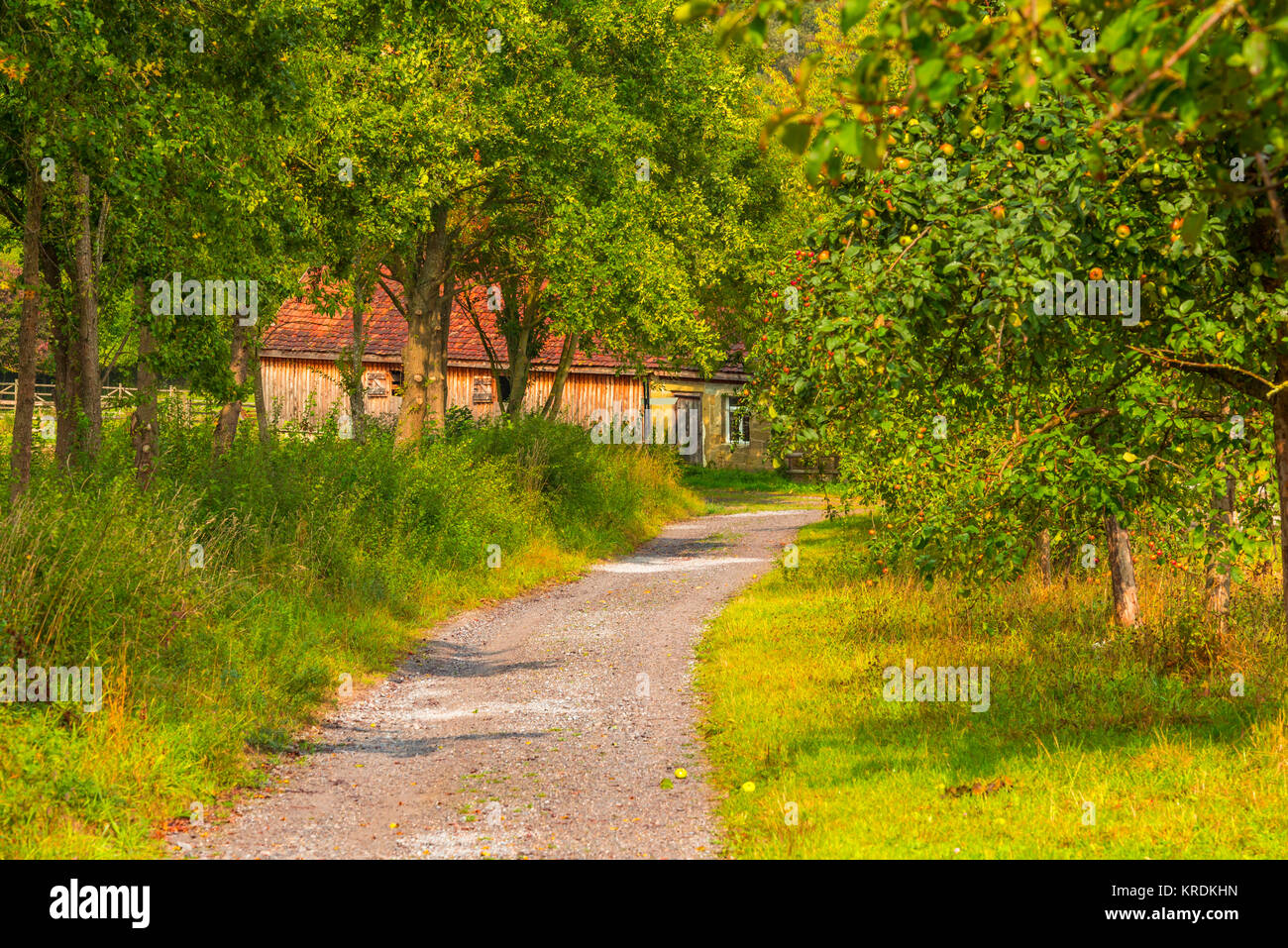 Country road through an apple orchard Stock Photo - Alamy