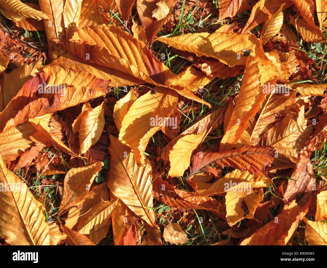 Chestnut leaves frost hi-res stock photography and images - Alamy