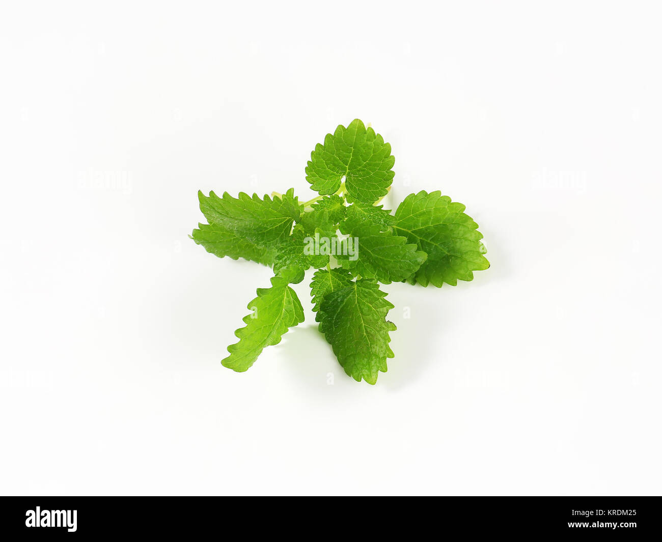 Lemon balm leaves Stock Photo - Alamy