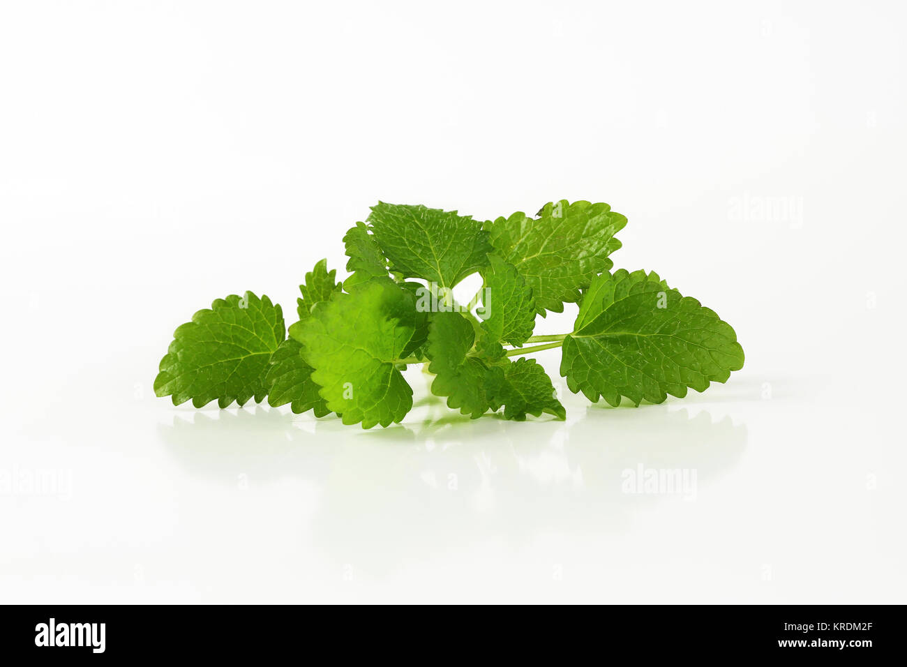 Lemon balm leaves Stock Photo - Alamy