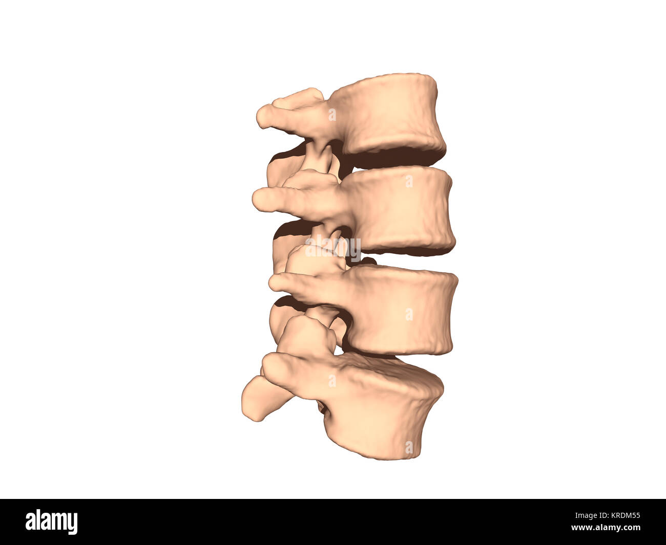 spine released in motion Stock Photo - Alamy