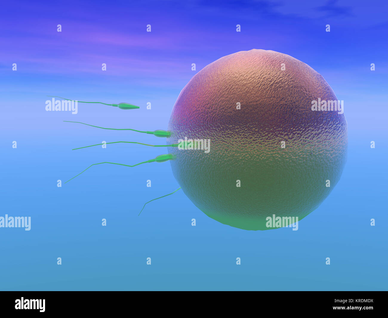fertilization of the egg Stock Photo - Alamy
