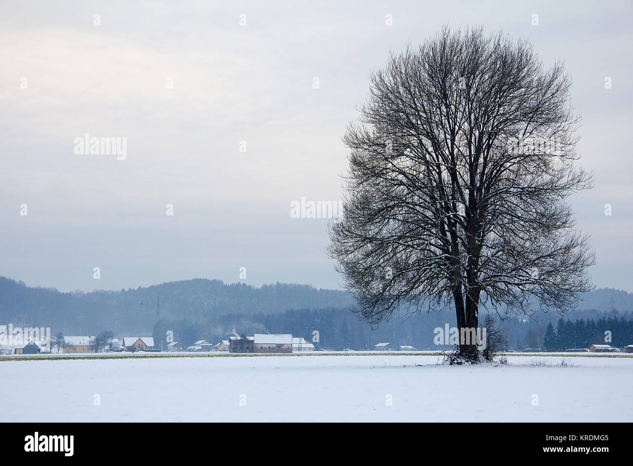 tree in a snowy landscape by day Stock Photo - Alamy