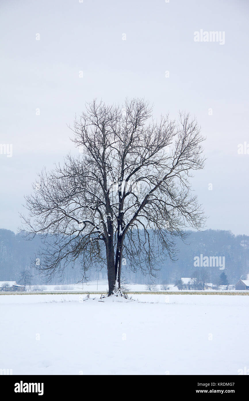 tree in a snowy landscape by day Stock Photo - Alamy