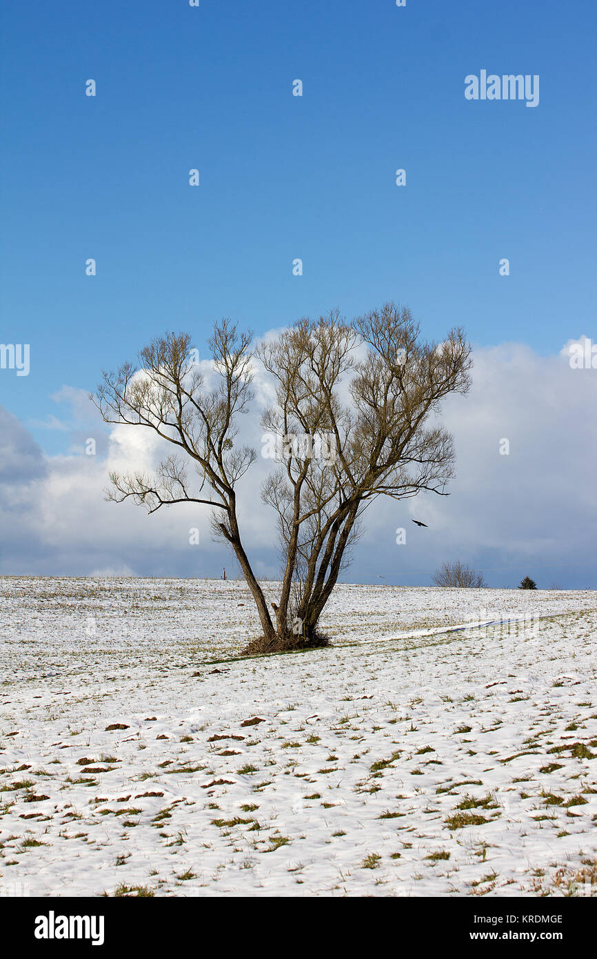 tree in a snowy landscape by day Stock Photo - Alamy
