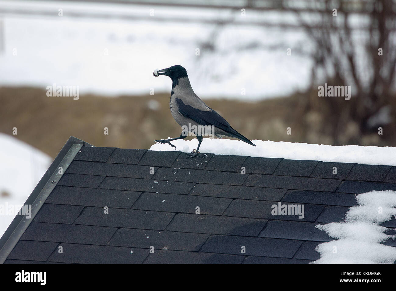 Crow and prey hi-res stock photography and images - Alamy