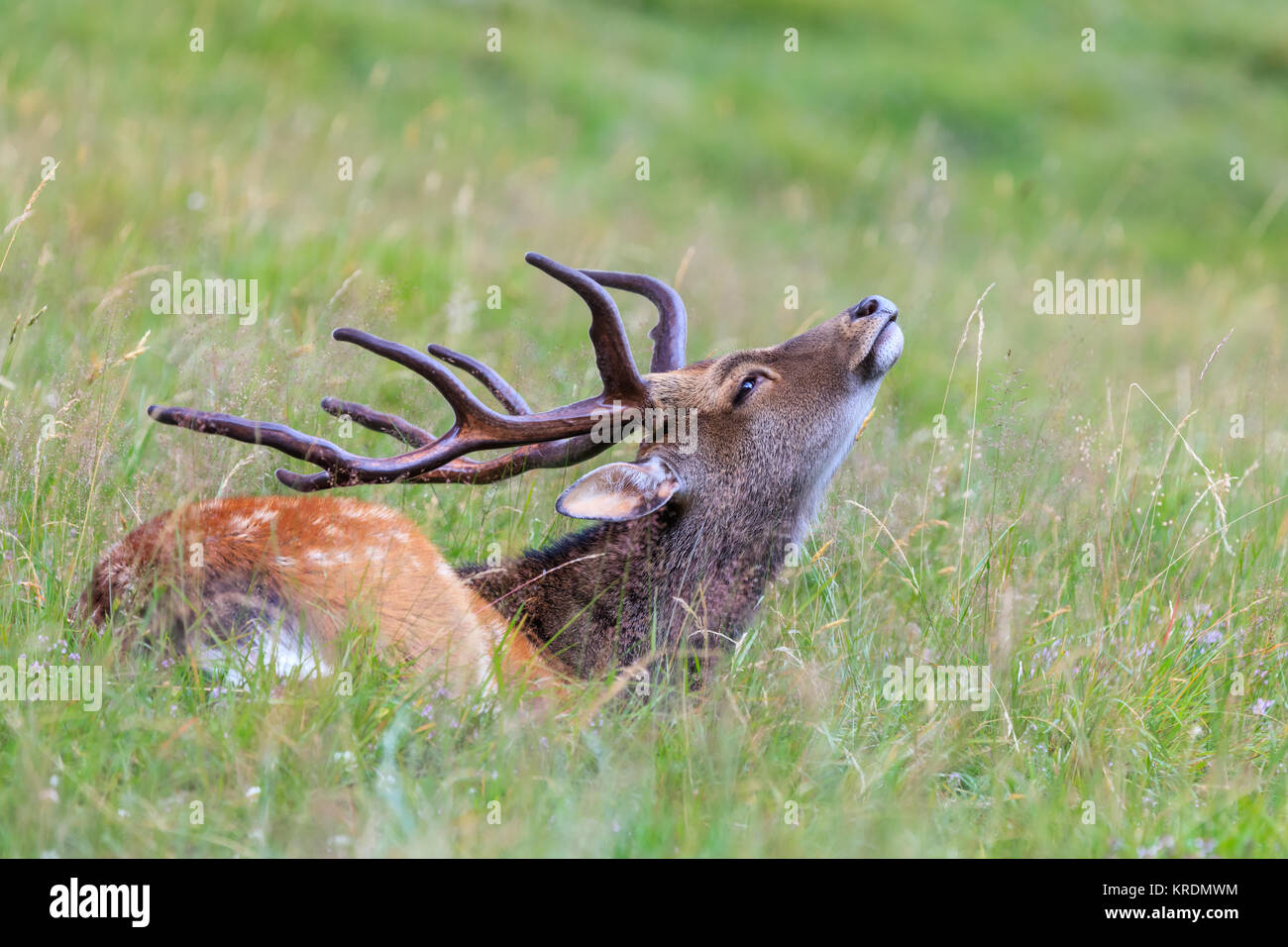 sika deer in Merlet Animal Park. Chamonix, France Stock Photo - Alamy