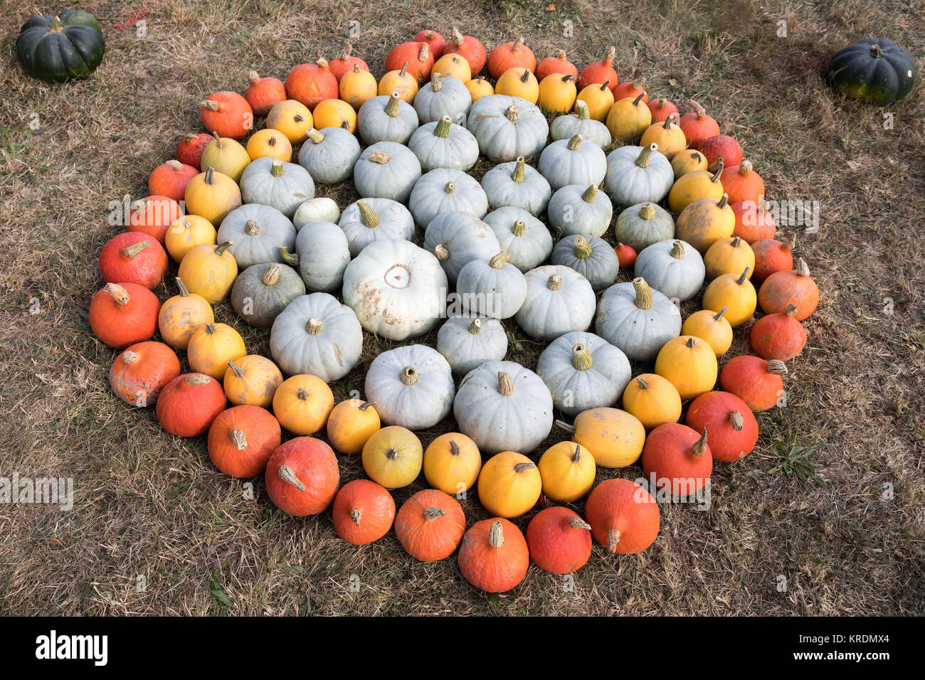 Ripe autumn pumpkins on the farm Stock Photo - Alamy