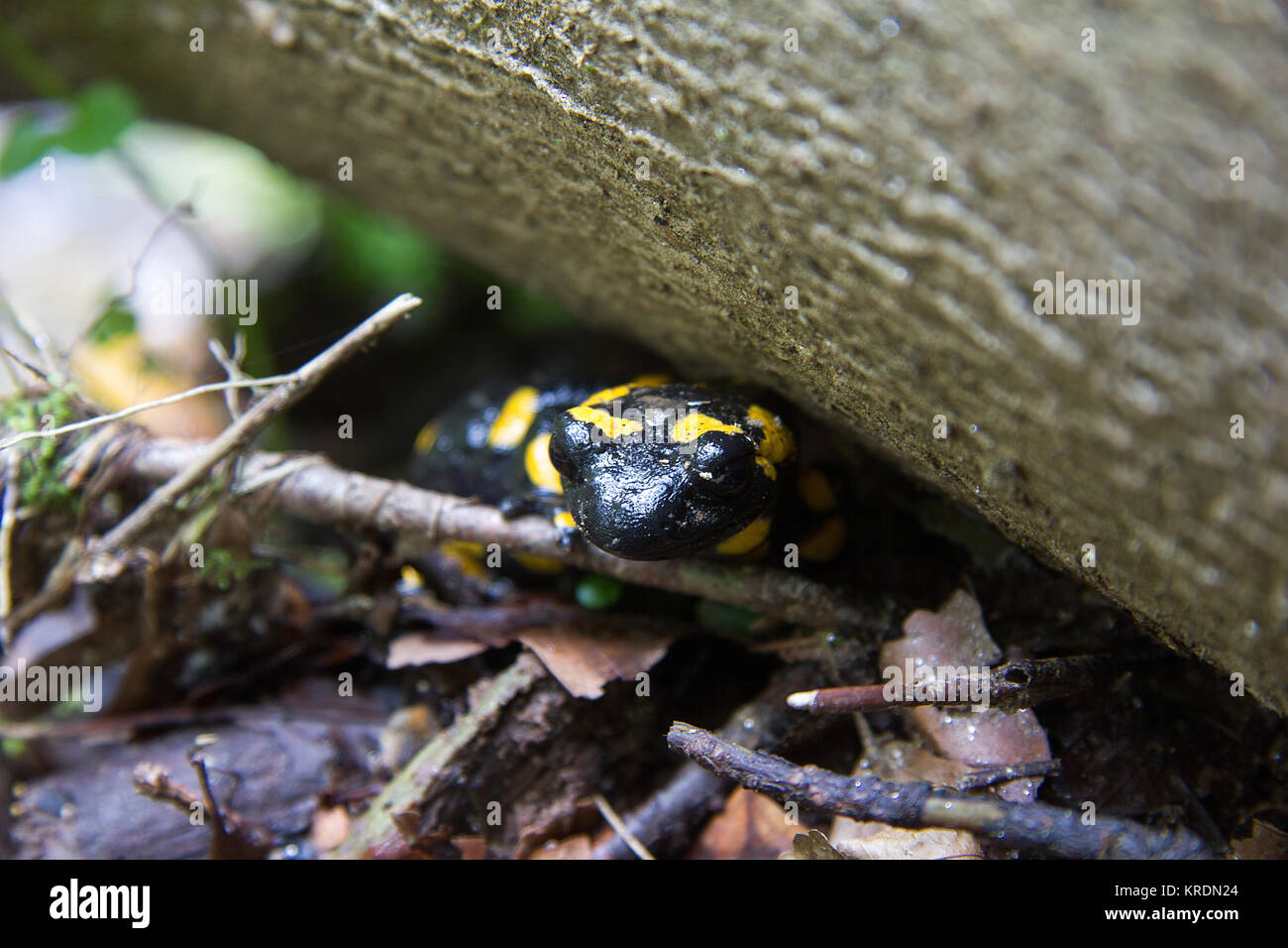 fire salamander on damp forest floor Stock Photo - Alamy