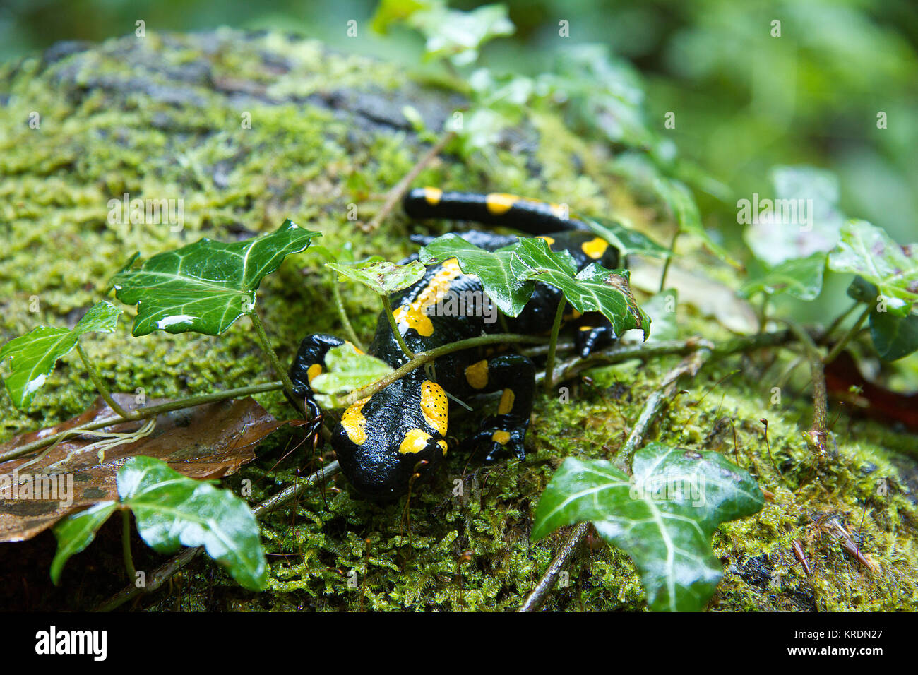 fire salamander on damp forest floor Stock Photo - Alamy
