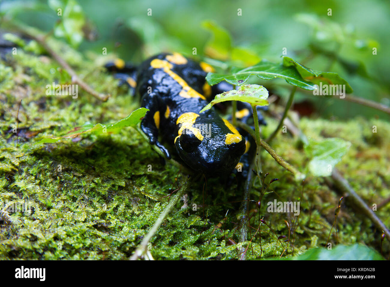 fire salamander on damp forest floor Stock Photo - Alamy