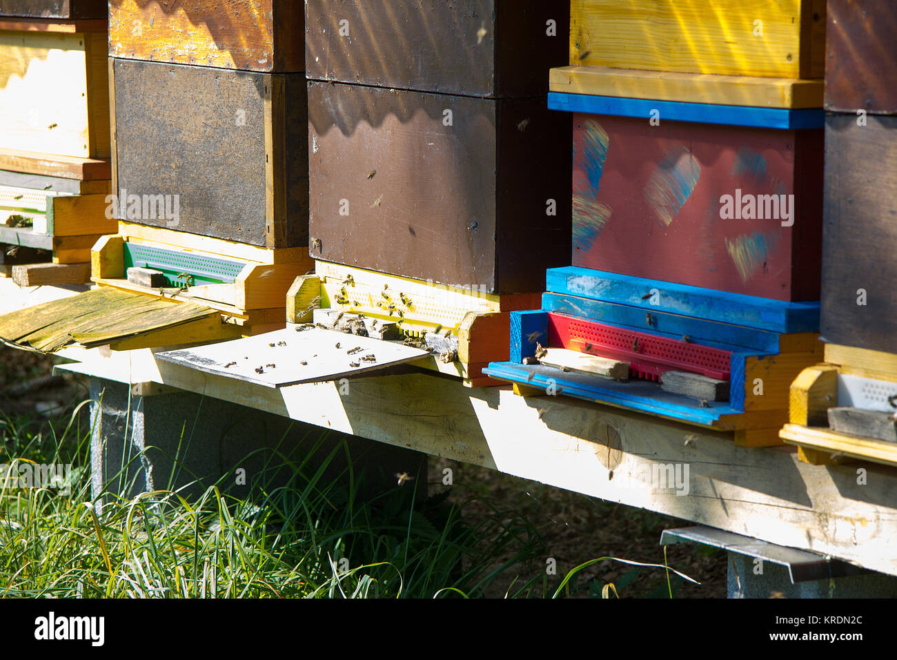 colorful beehives near a forest Stock Photo - Alamy