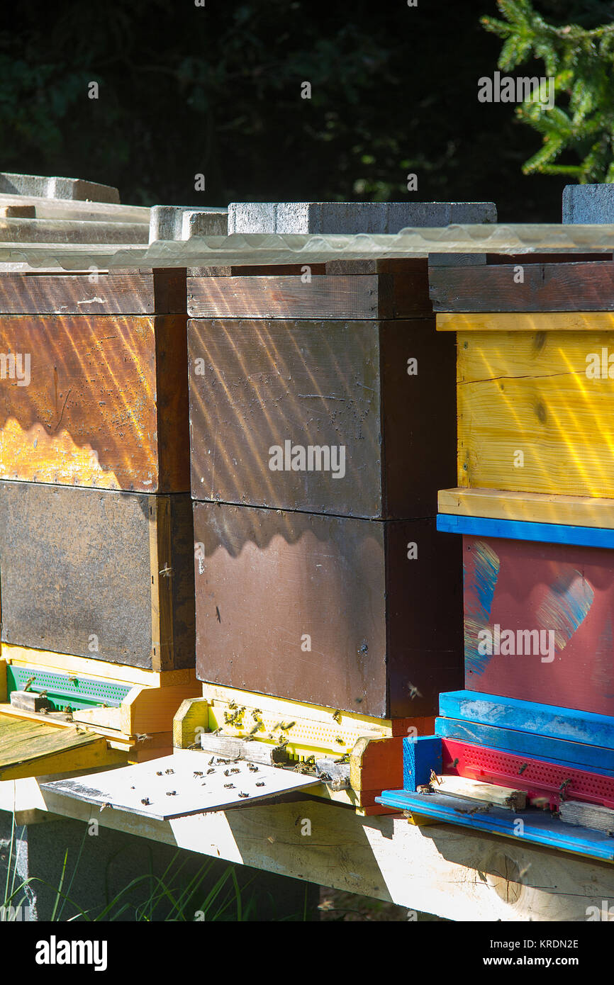 colorful beehives near a forest Stock Photo - Alamy