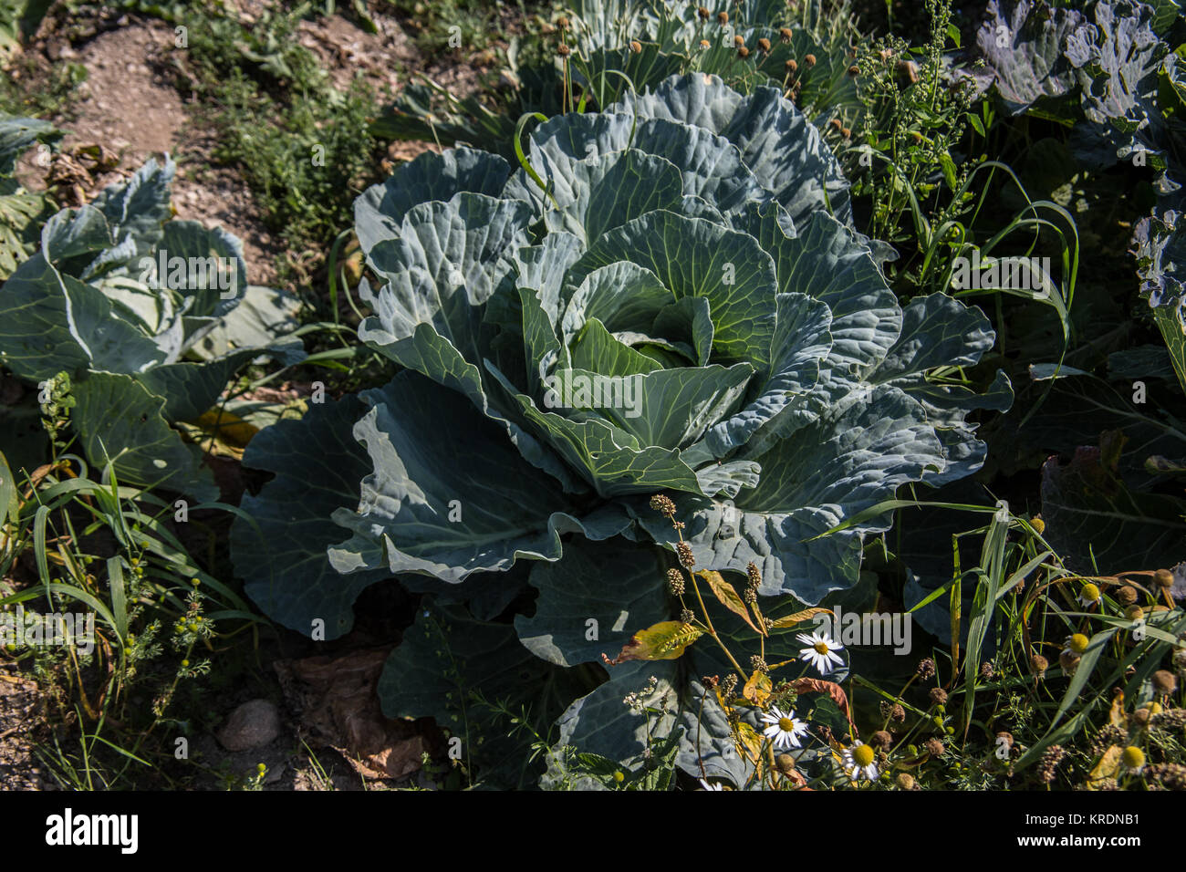 Kohlanbau hi-res stock photography and images - Alamy