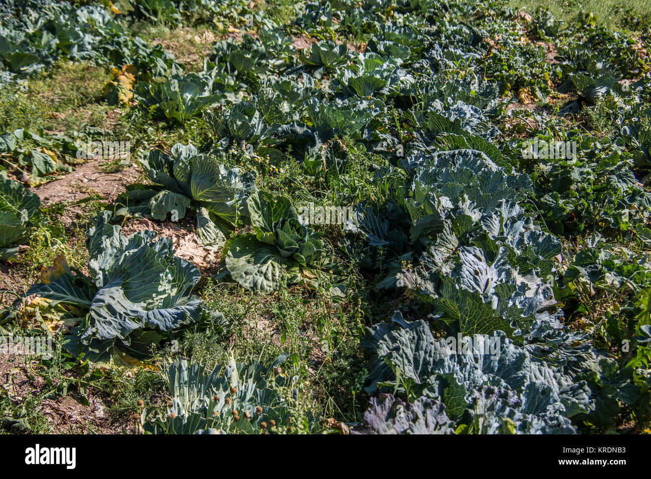 Kohlanbau auf dem Feld Stock Photo - Alamy