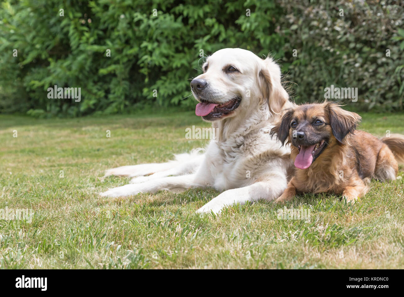 Golden Retriever and crossbreed dog on the lawn Stock Photo - Alamy