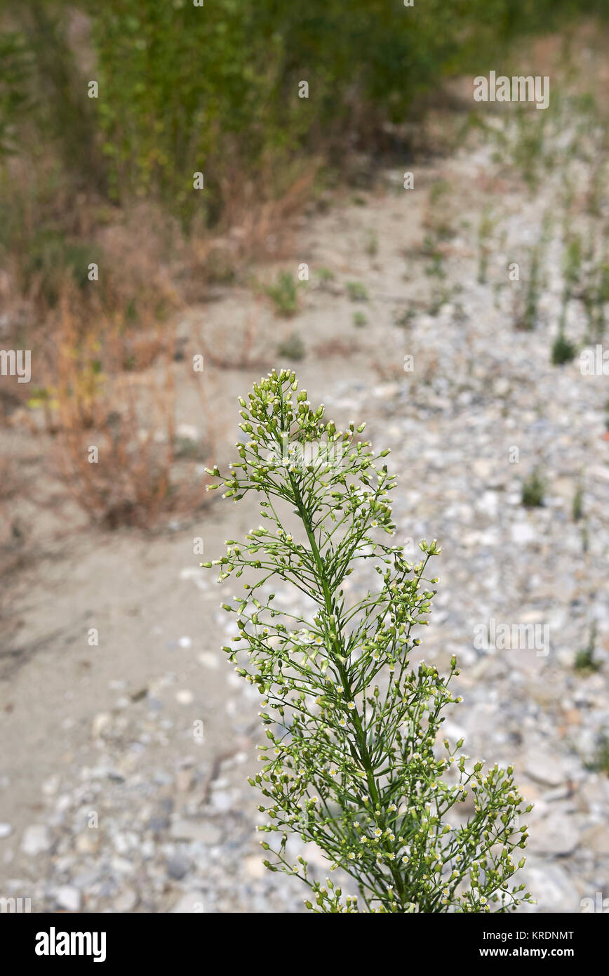 Erigeron canadensis hi-res stock photography and images - Alamy