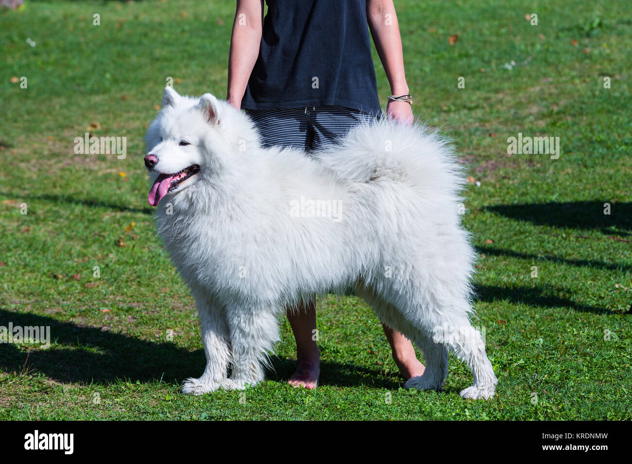 Großer Samojede steht auf einer Wiese Stock Photo - Alamy