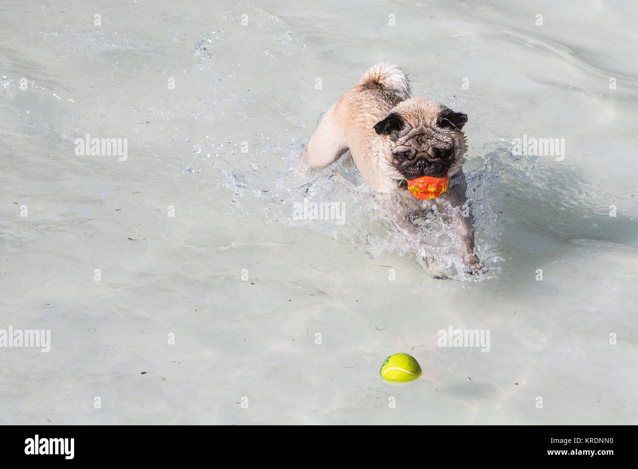 Pug in the pool hi-res stock photography and images - Alamy
