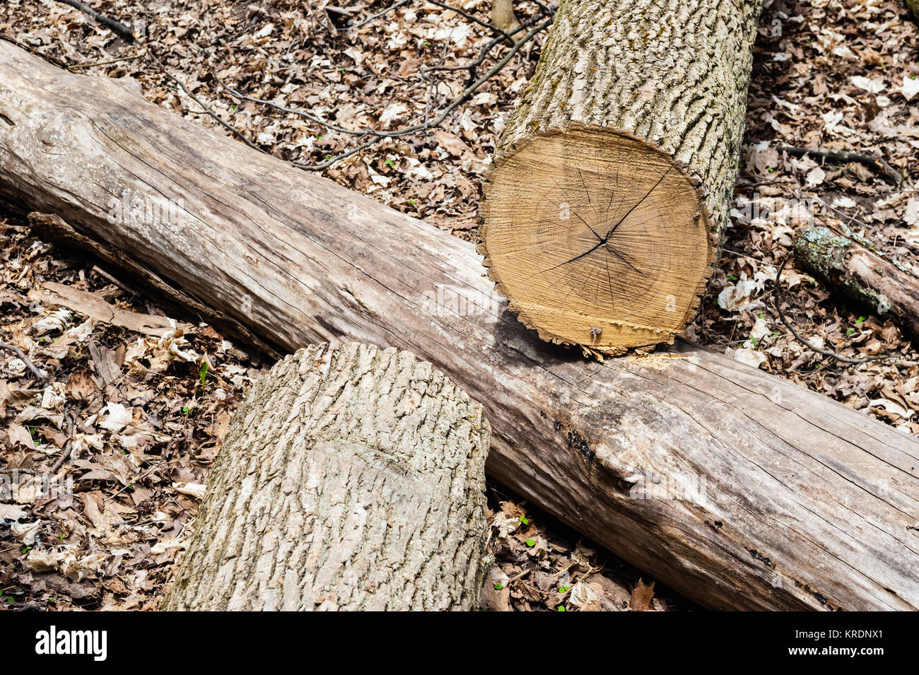 Detail tree cut in half hi-res stock photography and images - Alamy