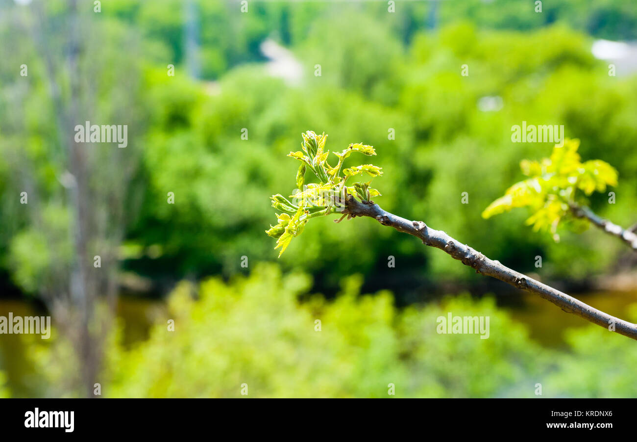 Detail of leaves sprouting on twig Stock Photo - Alamy