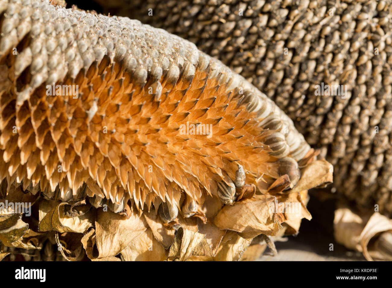 closeup of sunflower seeds Stock Photo - Alamy