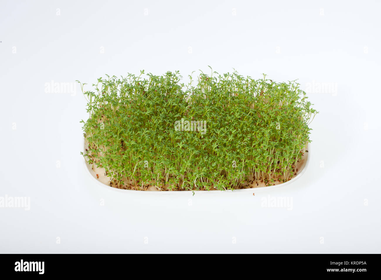 Cress seedlings isolated on white background Stock Photo - Alamy