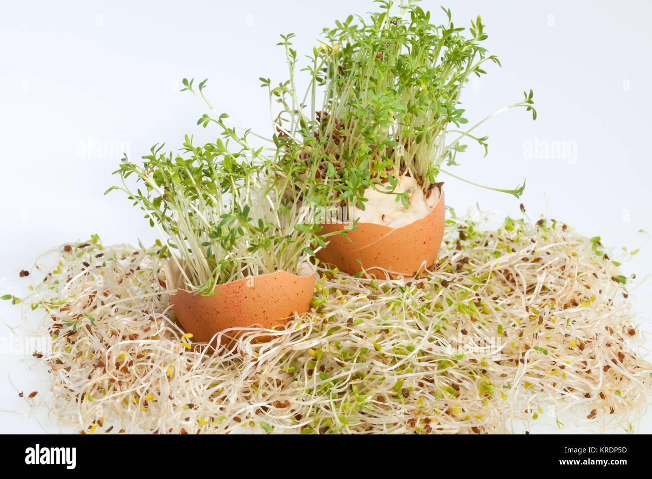 Fresh Alfalfa Sprouts and Spring Easter Egg Stock Photo - Alamy