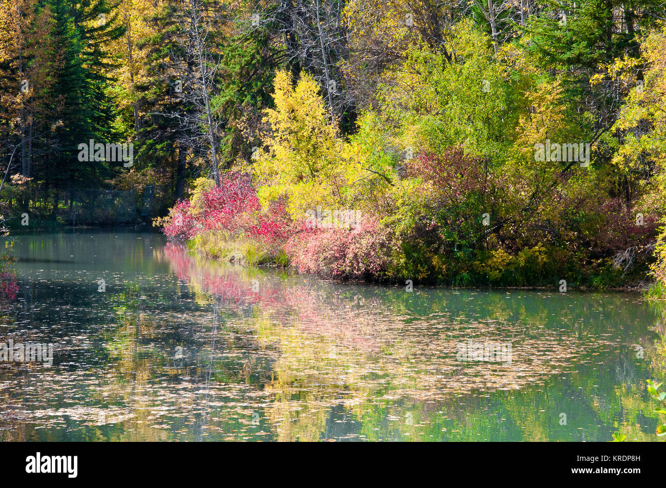 Calgary seasons river hi-res stock photography and images - Alamy