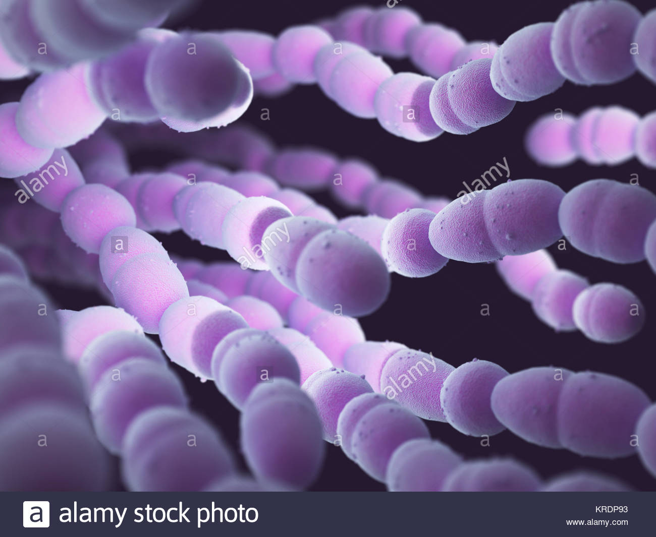 Streptococcus Pneumoniae Stock Photos & Streptococcus Pneumoniae Stock ...