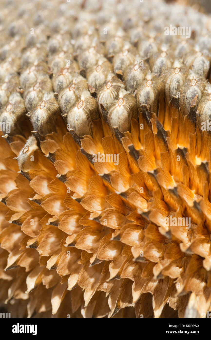 closeup of sunflower seeds Stock Photo - Alamy