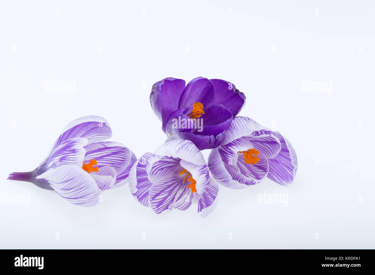 Close-up of blue and white crocus flowers isolated on white Stock Photo ...