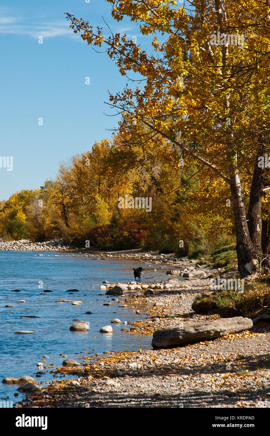 Falls Colors along the Bow River, Bowness Park, Calgary, Alberta Stock ...