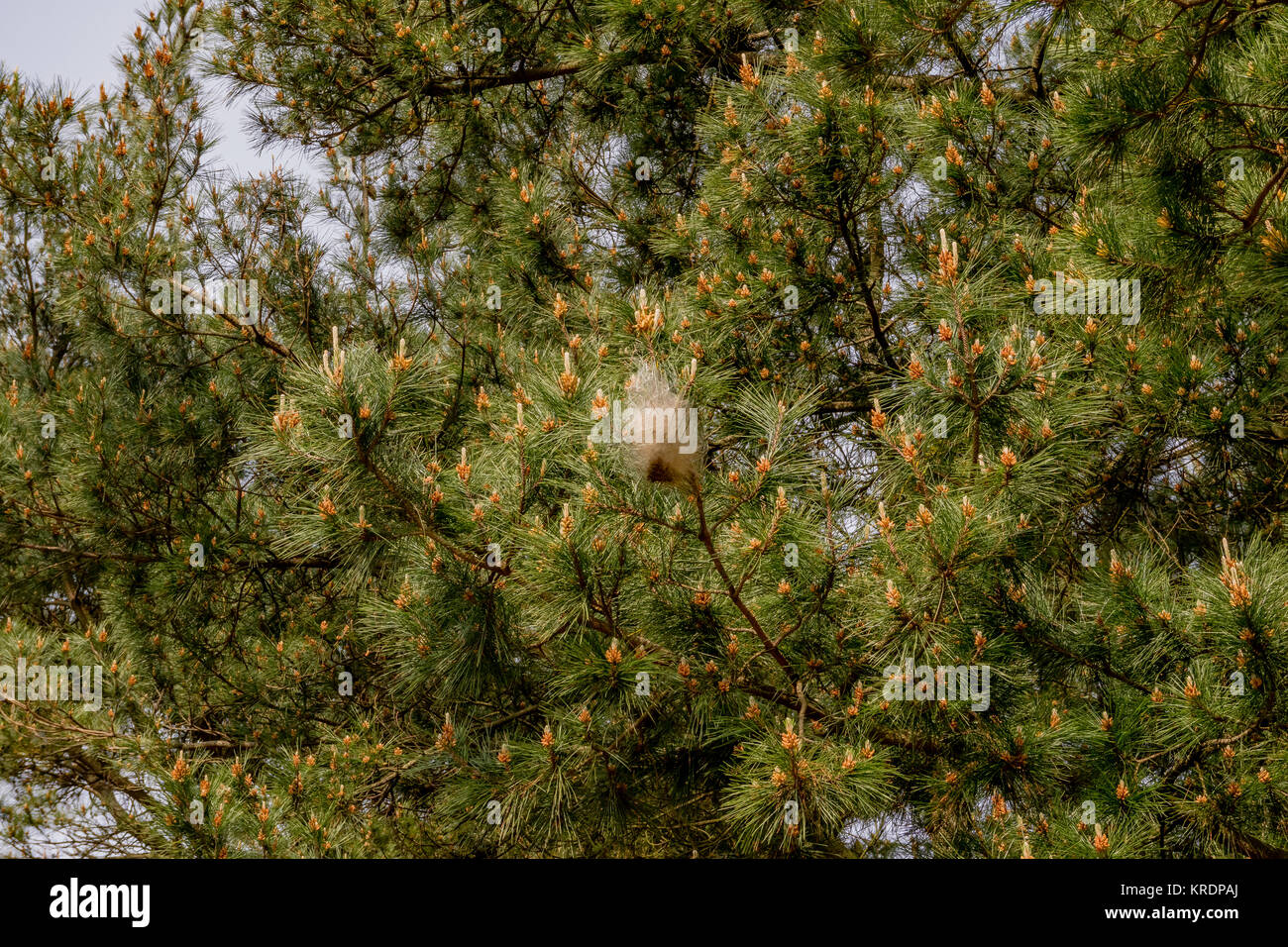 Pine processionary moth caterpillars in silken nests on pine tree to ...