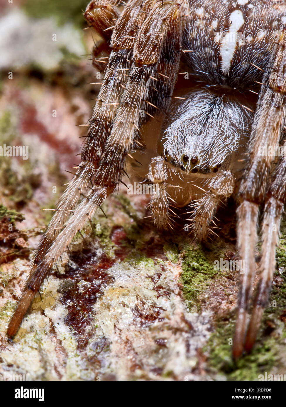 Spider on a tree hi-res stock photography and images - Alamy